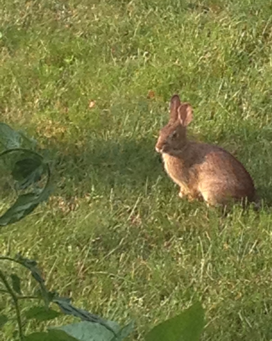 Legacy Bunny - Legacy Power Products, LLC